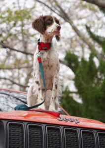 Boondog Story - 분독 온라인 공식 홈페이지