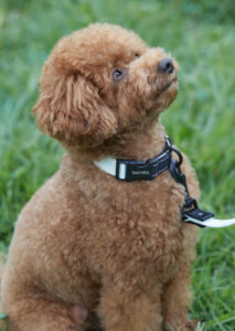 Boondog Story - 분독 온라인 공식 홈페이지