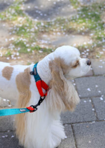 Boondog Story - 분독 온라인 공식 홈페이지