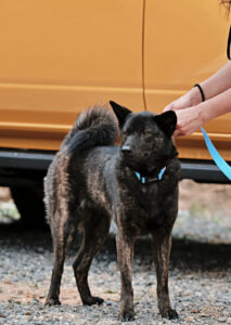 Boondog Story - 분독 온라인 공식 홈페이지