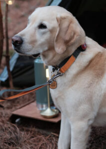 Boondog Story - 분독 온라인 공식 홈페이지